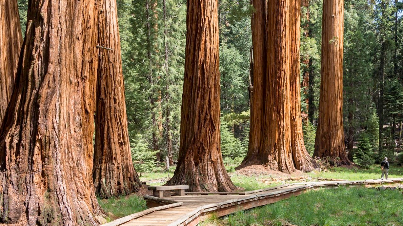 Portland to the Redwoods 🌲 | Ultimate Road Trip Itinerary with Must-See ...